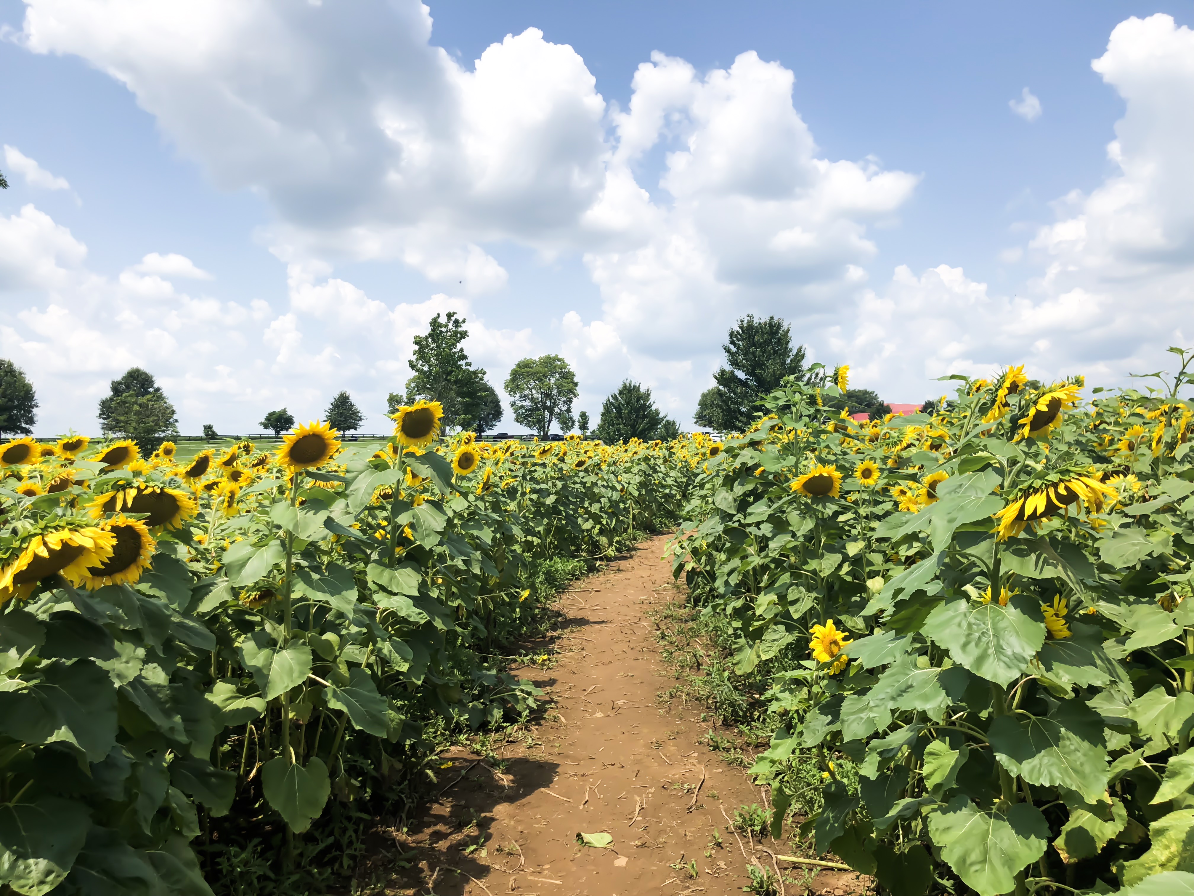 10 Ways to Celebrate the End of Summer in Central Kentucky - Fabulous ...